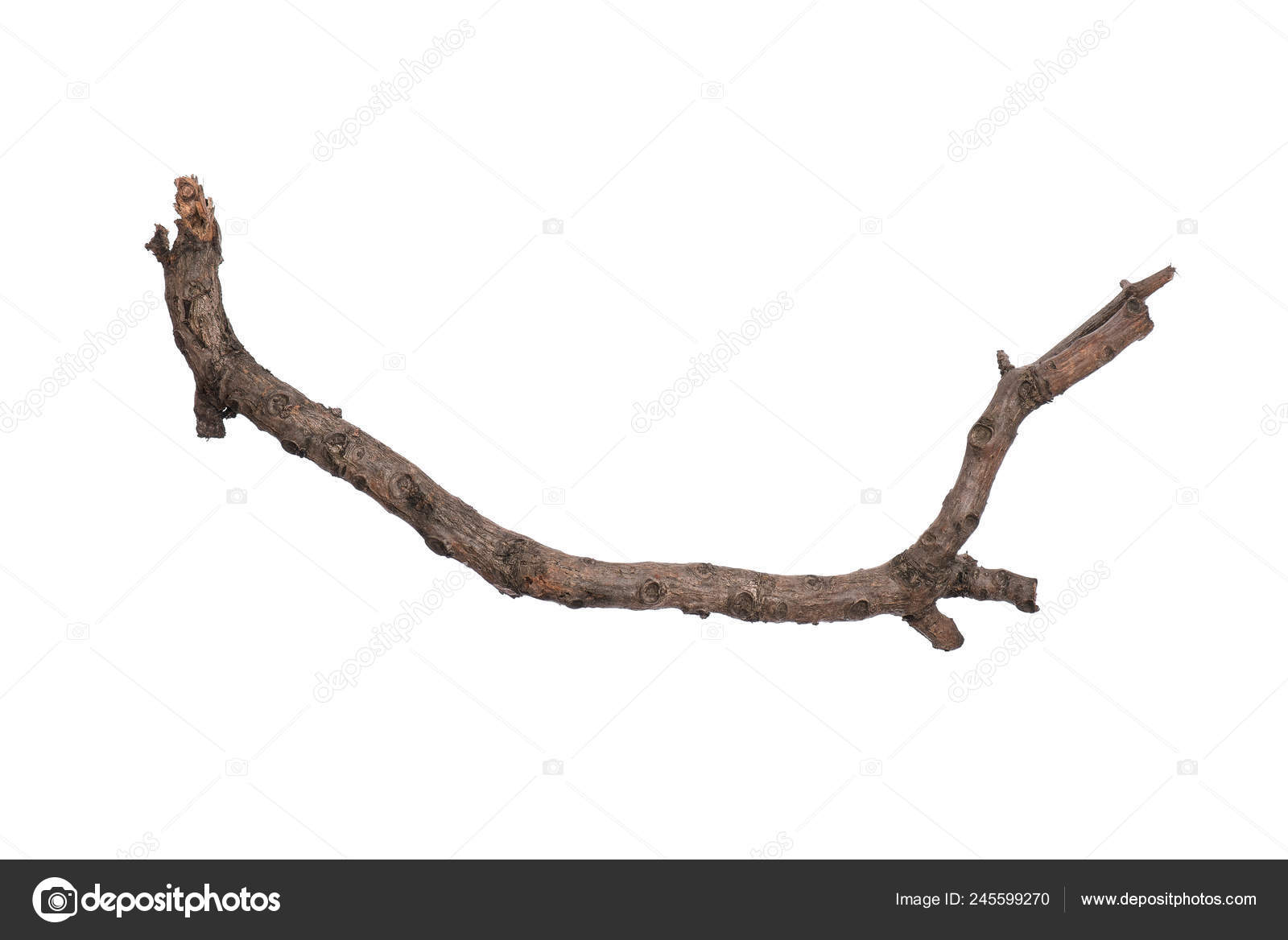 Horizontal Tree Branch