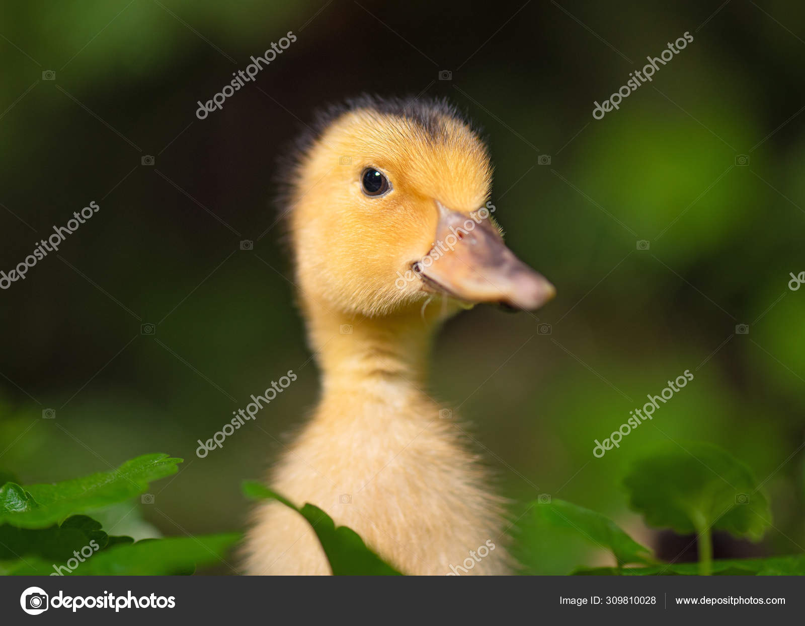 Cute newborn duckling — Stock Photo © DenisNata #309810028