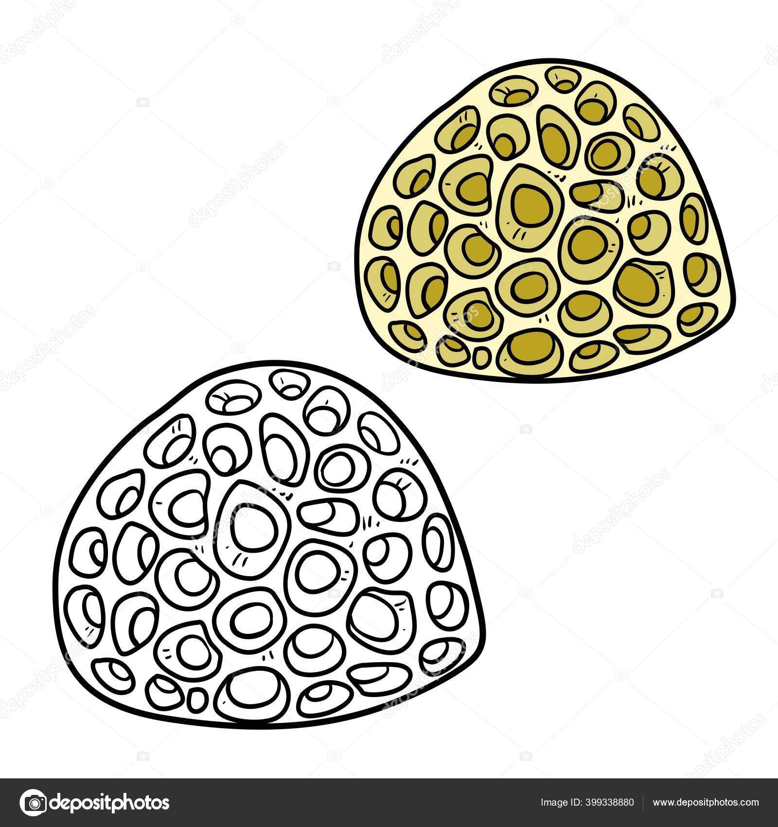 Yellow Volume Sponge Coloring Book Linear Drawing Isolated White ...