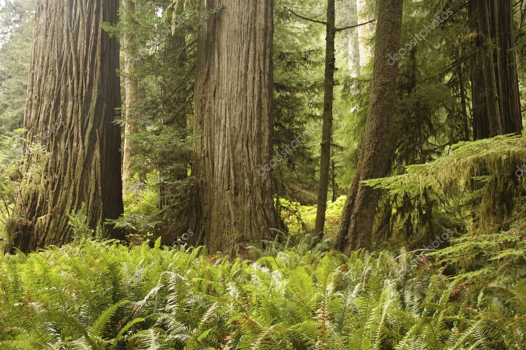 Bosque de secuoyas (Sequoia sempervirens) Simpson Reed Grove of ...