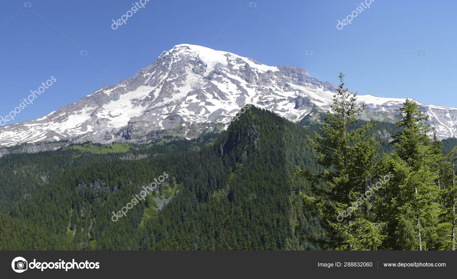 The volcanic summit of Mt Rainier emerges from conifer forest — Stock ...