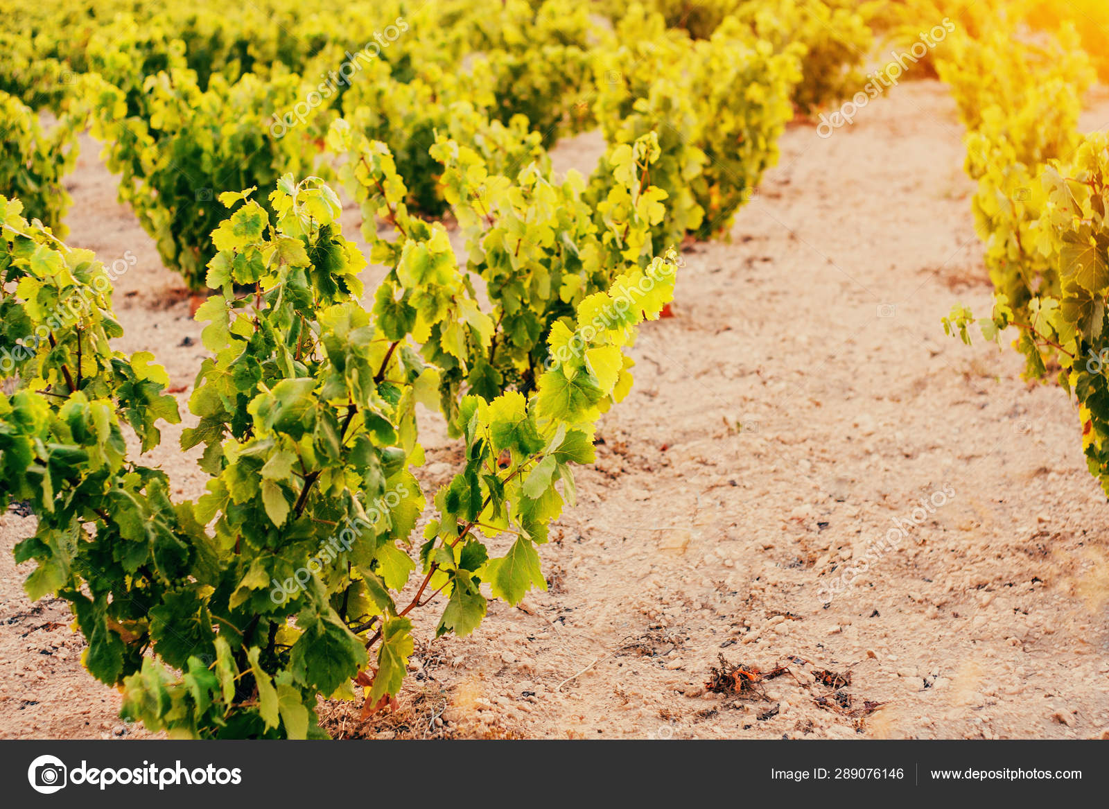 French Grape Vine Farm — Stock Photo © andreygonchar #289076146