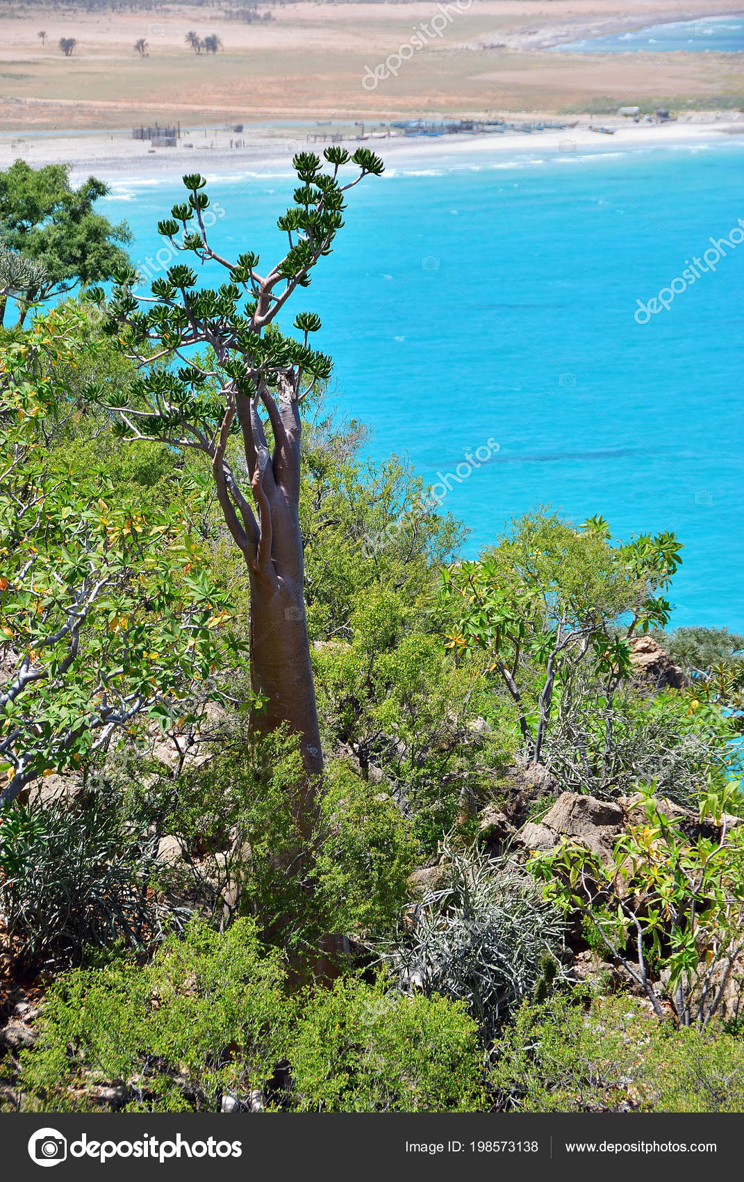 Indian Ocean Shore Flowering Bottle Tree Another Endemic Plants Socotra ...