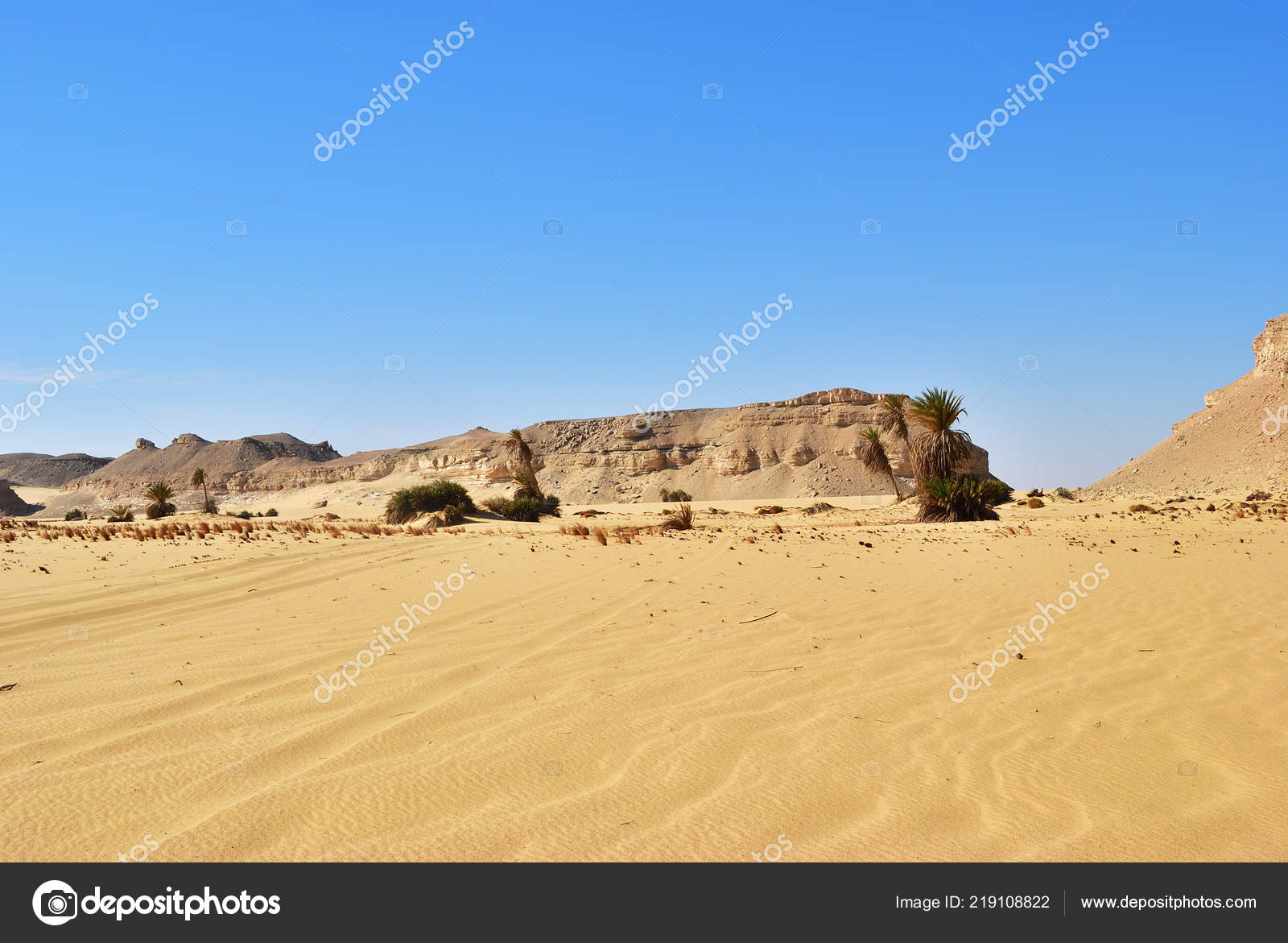 Sahara Desert Palm Trees Western Desert Ain Maqfi Ain Abu Stock Photo ...