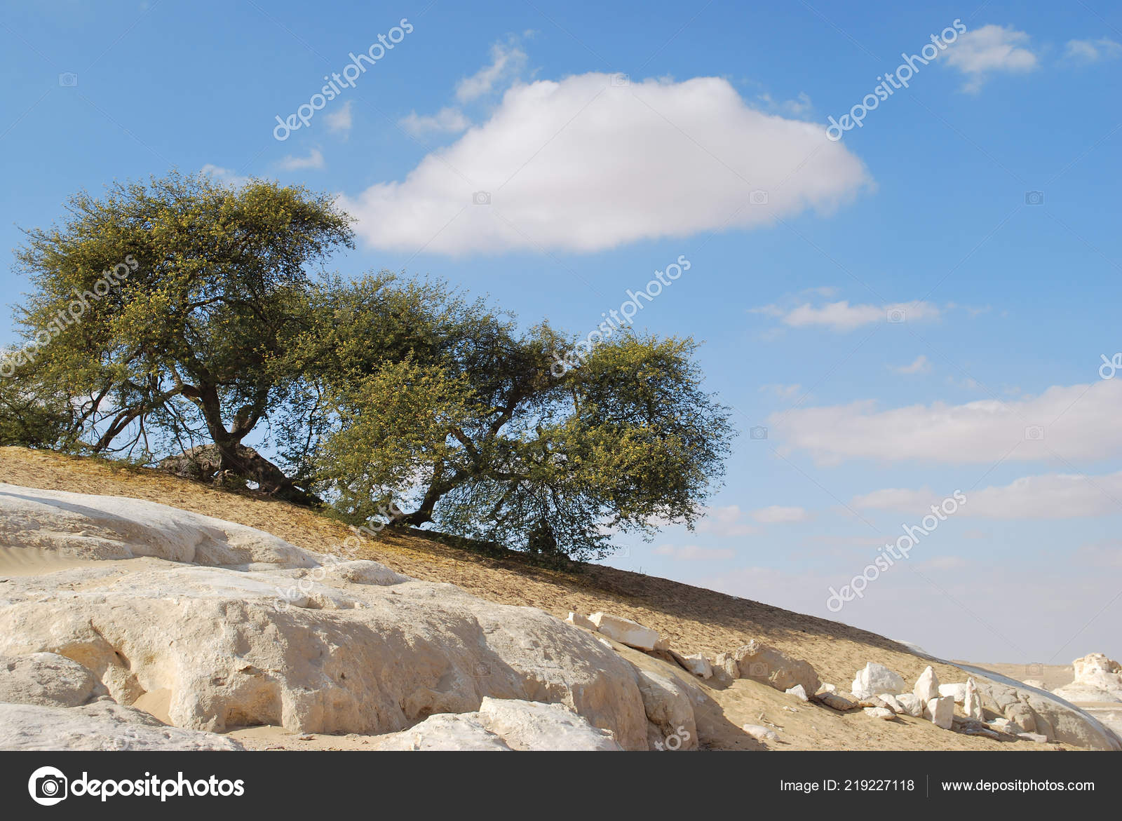 Lonely Flowering Acacia Tree Sahara Desert Santa Magic Tree Egypt Stock ...