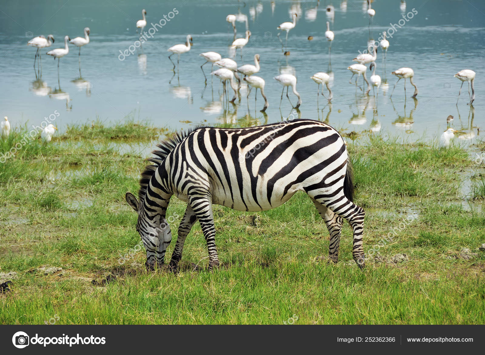 Zebra in Ngorongoro conservation area in Tanzania — Stock Photo ...