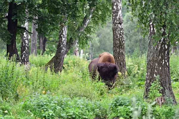 The American bison or simply bison (Bison bison), also commonly known ...