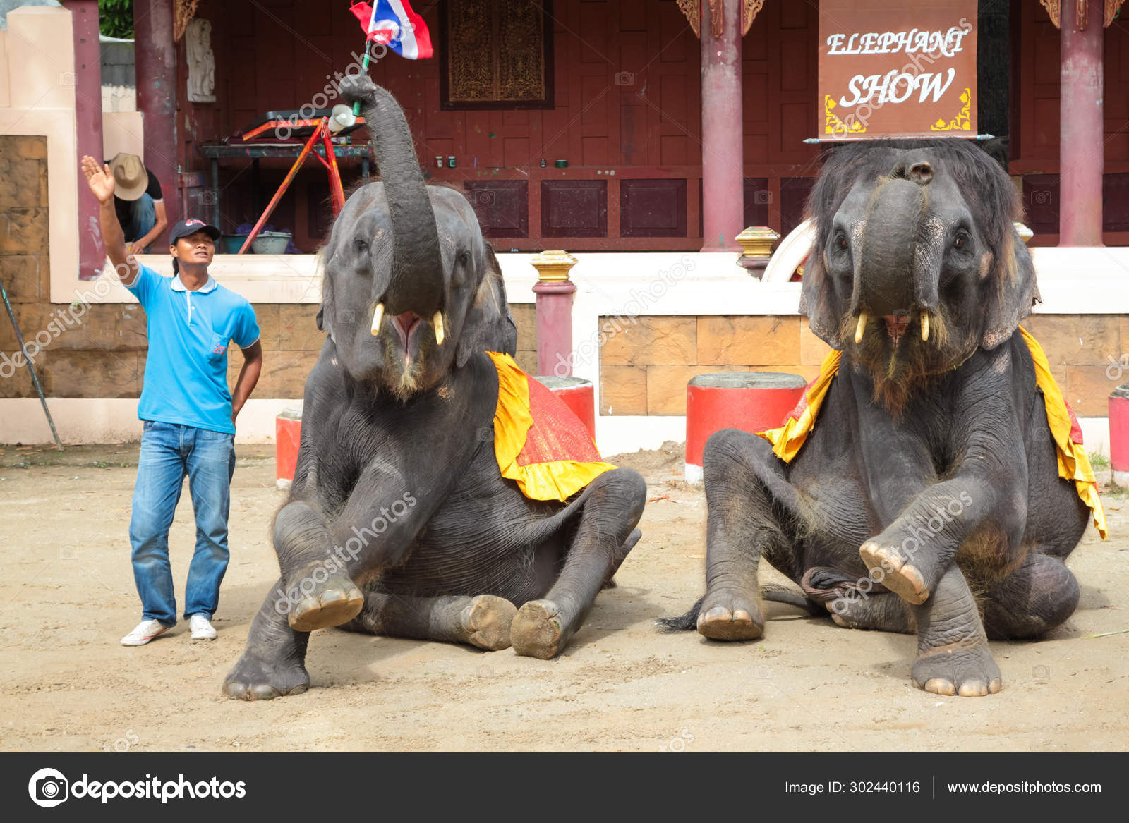 Elephant show in Phuket zoo — Stock Editorial Photo © saiko3p #302440116