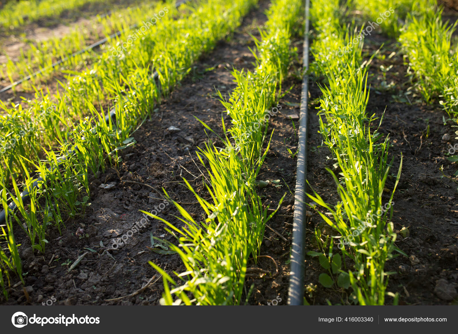 Intensive Cultivation