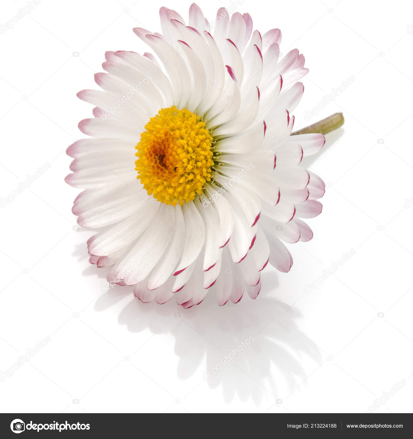 Daisy Flower Cut Out