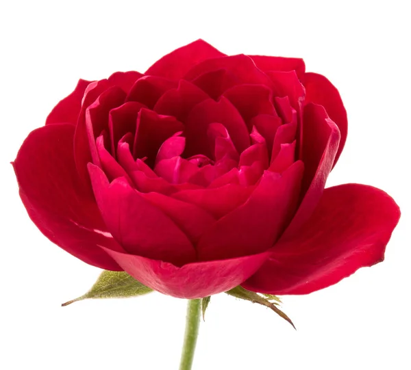 One Red Rose Flower Head Isolated White Background Cutout — Stock Photo ...