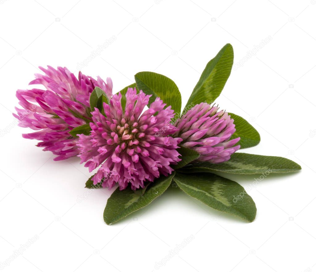 Flores de trébol o trefilado hierbas medicinales aisladas sobre fondo ...