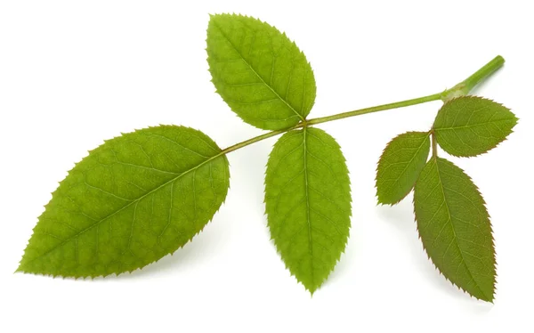 Green Rose Leaves Isolated White Background — Stock Photo © natika ...