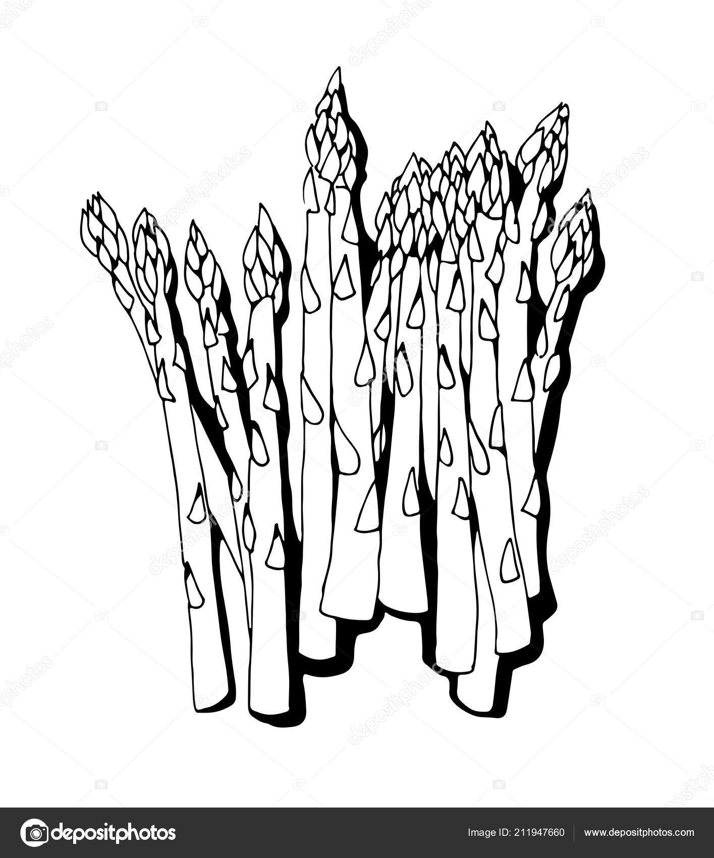 Asparagus Vector Isolated White Background Stock Vector by ©fandorina ...