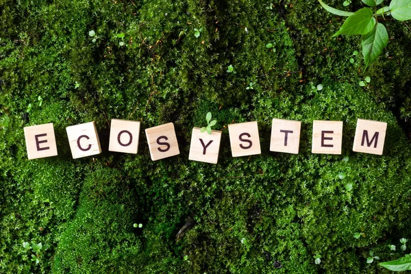 ระบบ ecosystem Stock Photos, Royalty Free ระบบ ecosystem Images ...