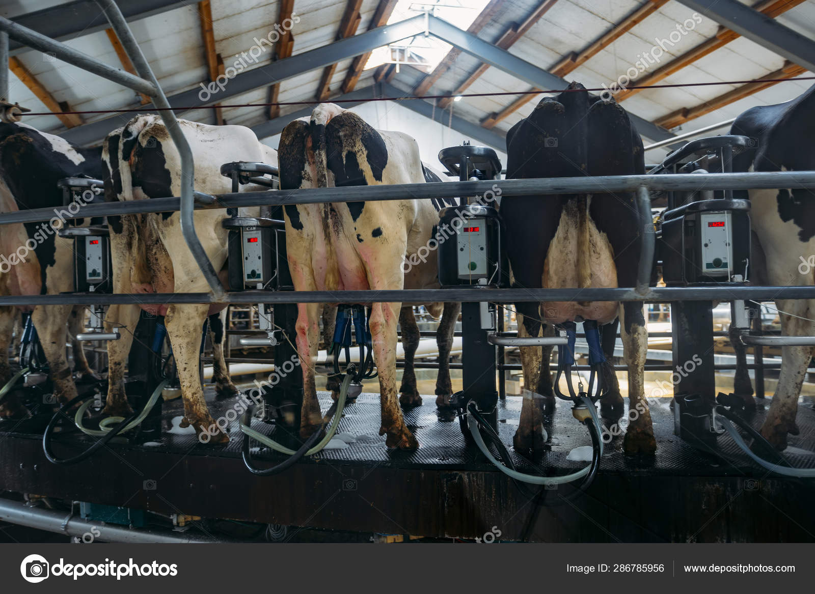 Vacas De Fazenda Industrial Trigo Como Volumoso: Alternativa De