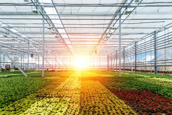 Greenhouse farming Stock Photos, Royalty Free Greenhouse farming Images | Depositphotos