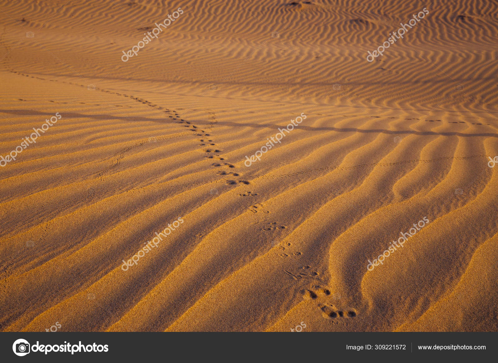 Desert dune with trace of jerboa — Stock Photo © mulderphoto #309221572
