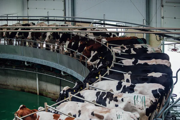 Vacas de ordeño por sistema rotativo de ordeño industrial automático en ...