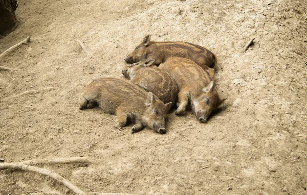 Javali de bebê Stock Photos, Royalty Free Javali de bebê Images ...