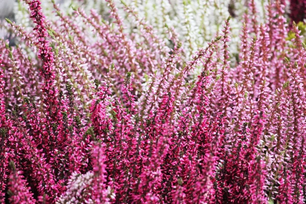 Heather flower Stock Photos, Royalty Free Heather flower Images ...