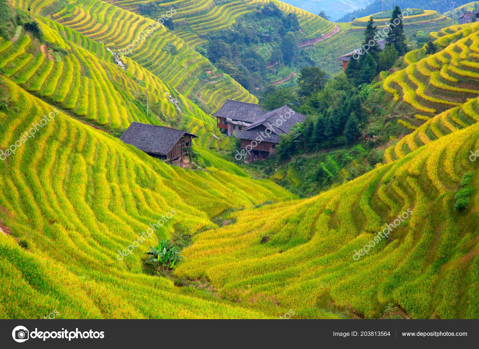 Longsheng Rice Terraces Dragons Backbone Also Known Longji Rice ...