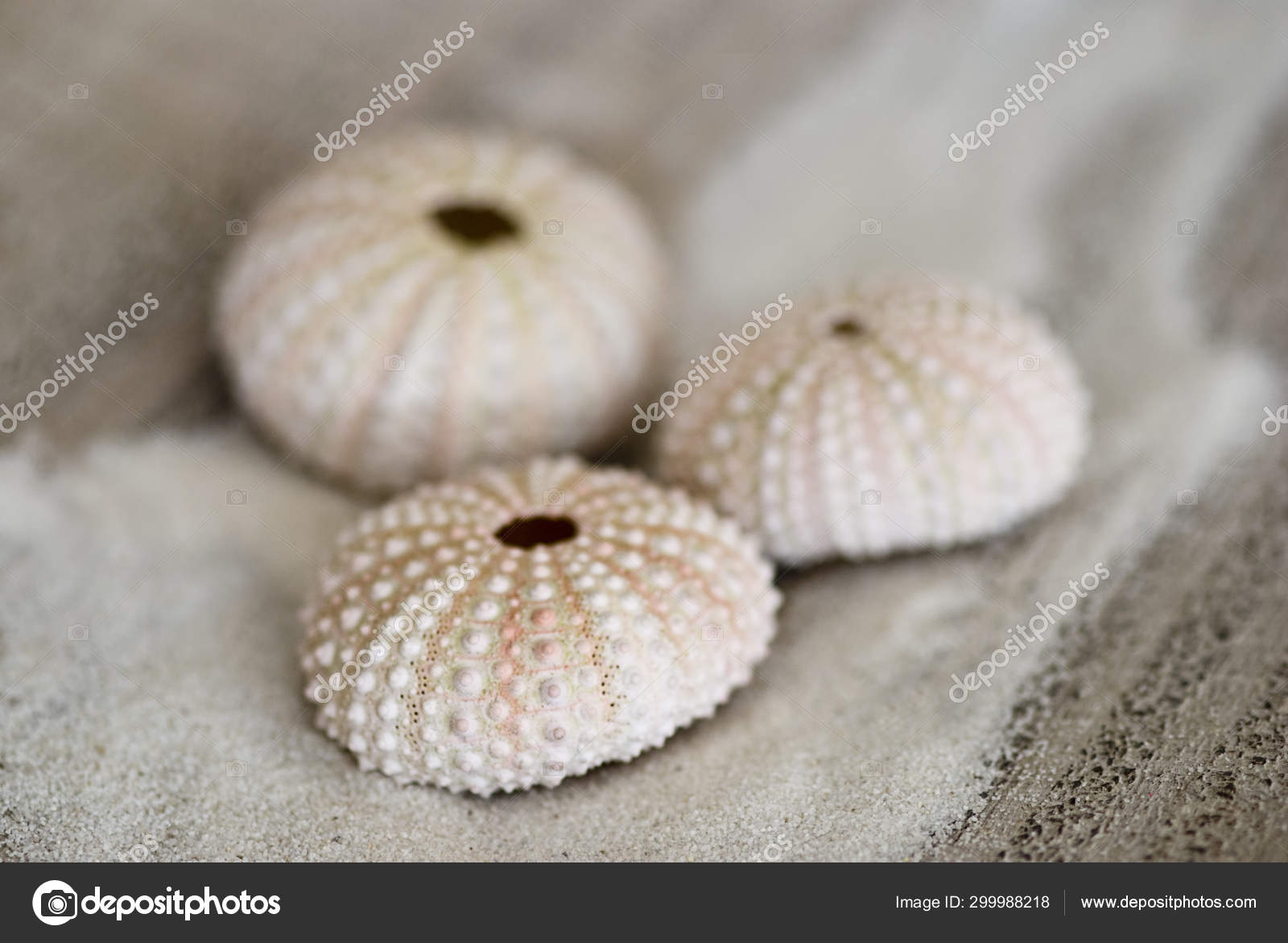 Sea Urchin Shells And Sand Stock Photo by ©Anegada 299988218
