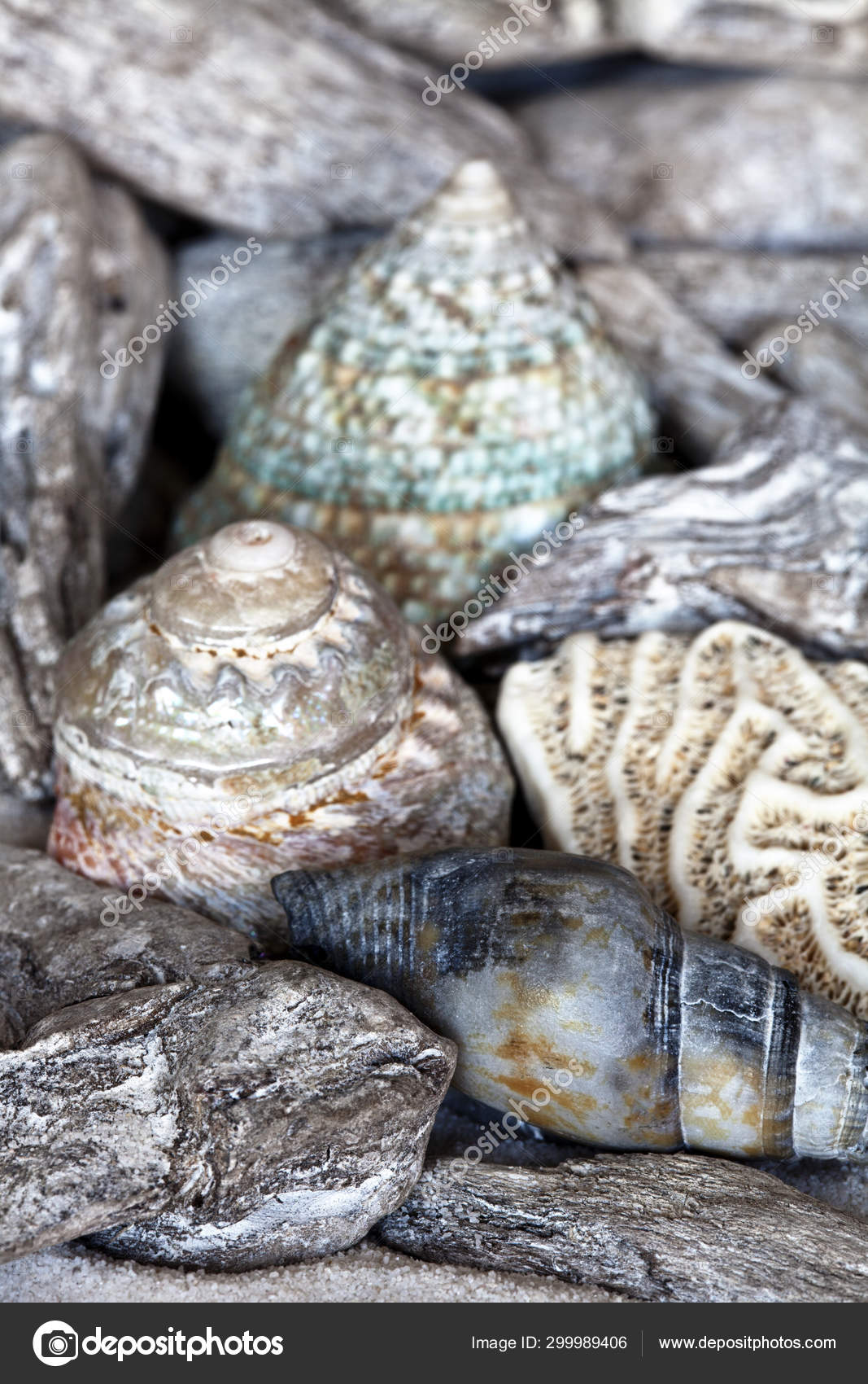 Some Shell And Driftwood Close-up Stock Photo by ©Anegada 299989406
