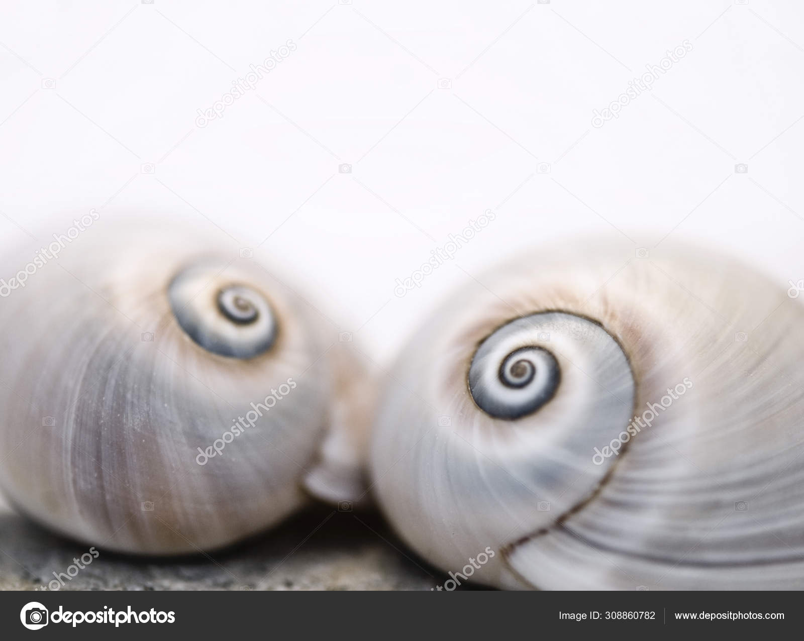 Neverita Duplicata Shark Eye Sea Snail Shell — Stock Photo © Anegada ...