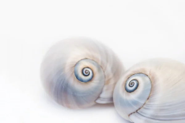 Neverita Duplicata Shark Eye Sea Snail Shell — Stock Photo © Anegada ...