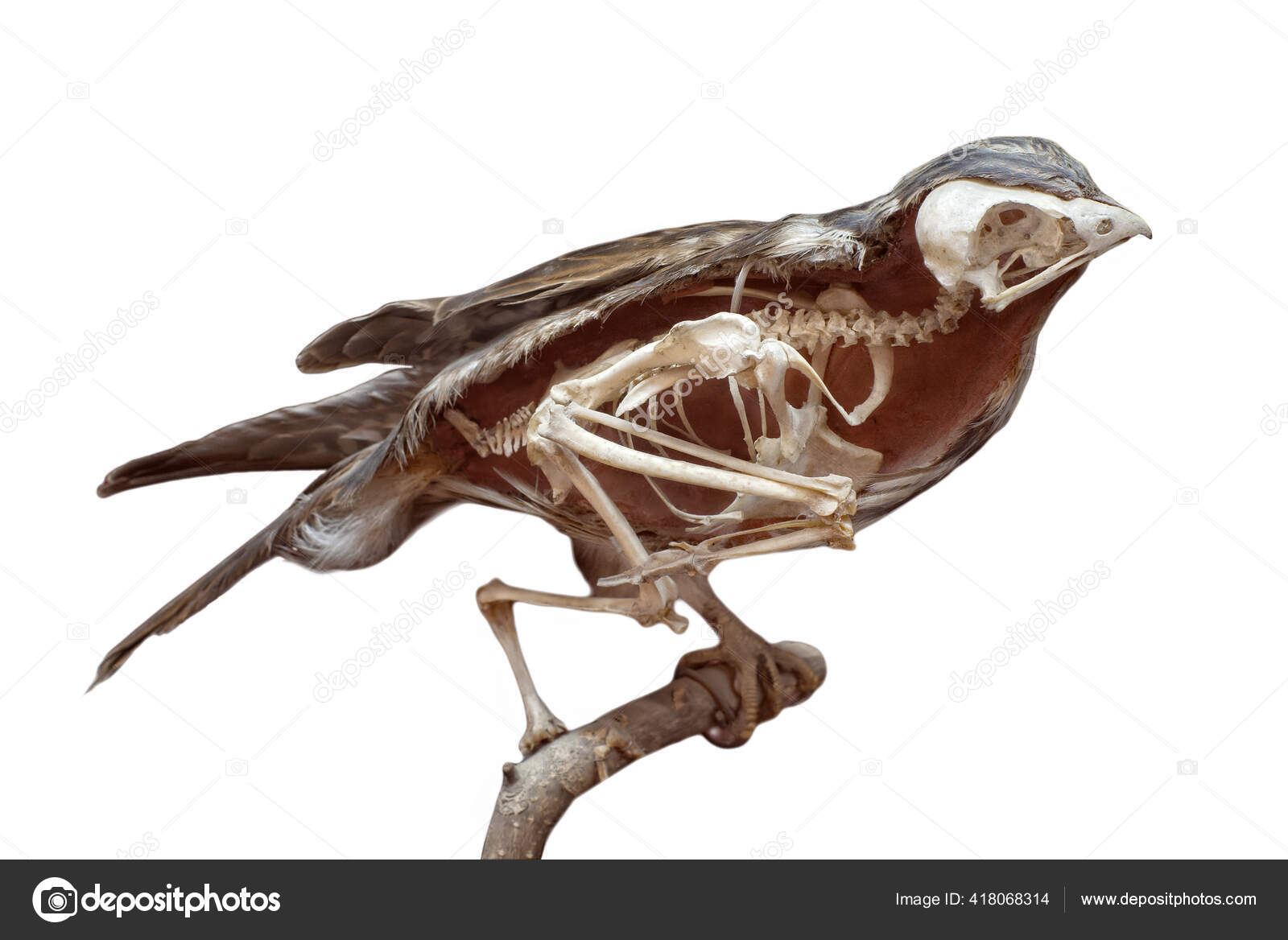 Section Stuffed Bird Skeleton Isolated White — Stock Photo © liubomirt ...