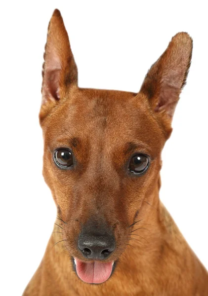 Pinscher Stock Photos, Royalty Free Pinscher Images | Depositphotos®