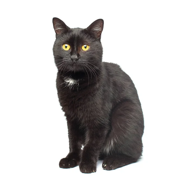 Black Cat Sitting Black Cat Sitting
