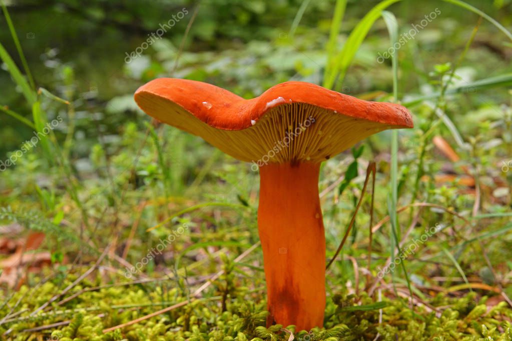 hongo volemus lactifluus, conocido como lactarius volemus y gorra ...
