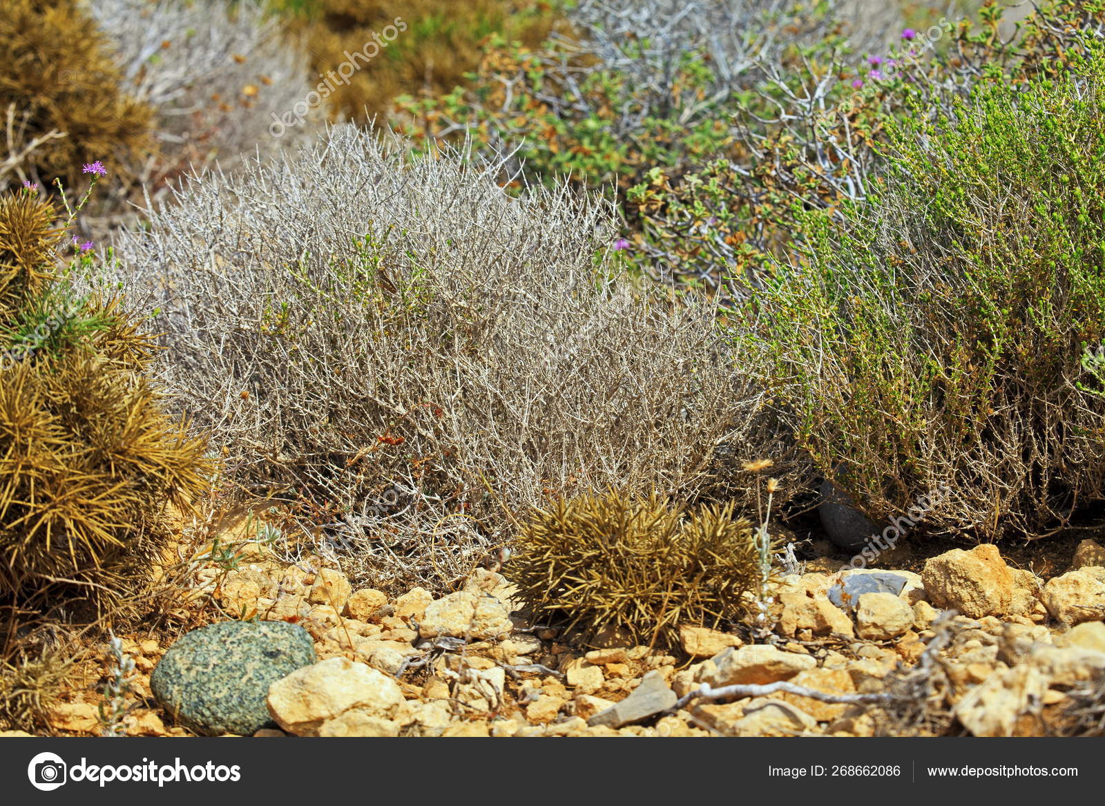 Undersized Bushes Color Macro Nature — Stock Photo © ssv7403 #268662086
