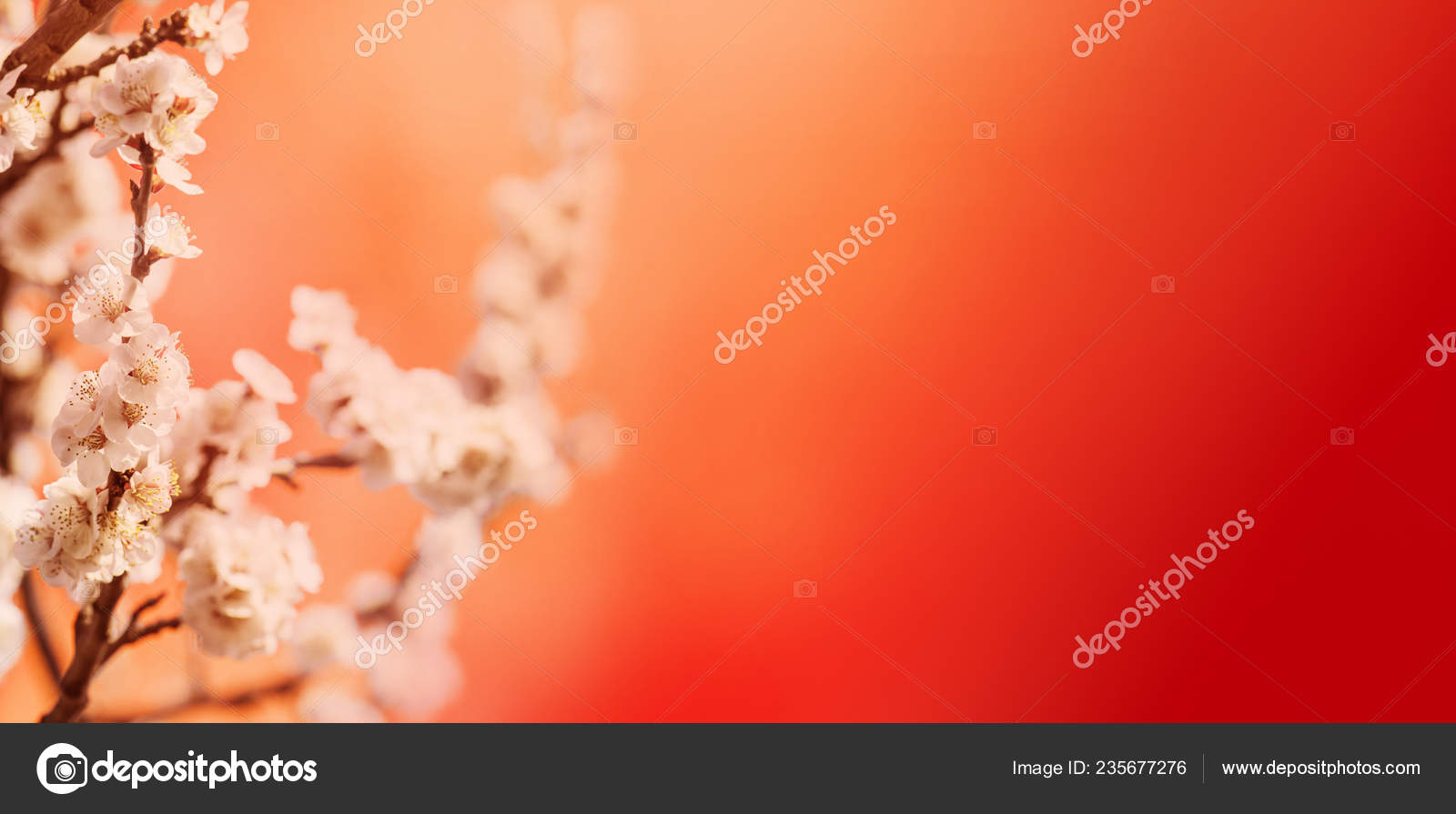 Spring Blossom Border Red Background Copyspace Chinese New Year Nature ...