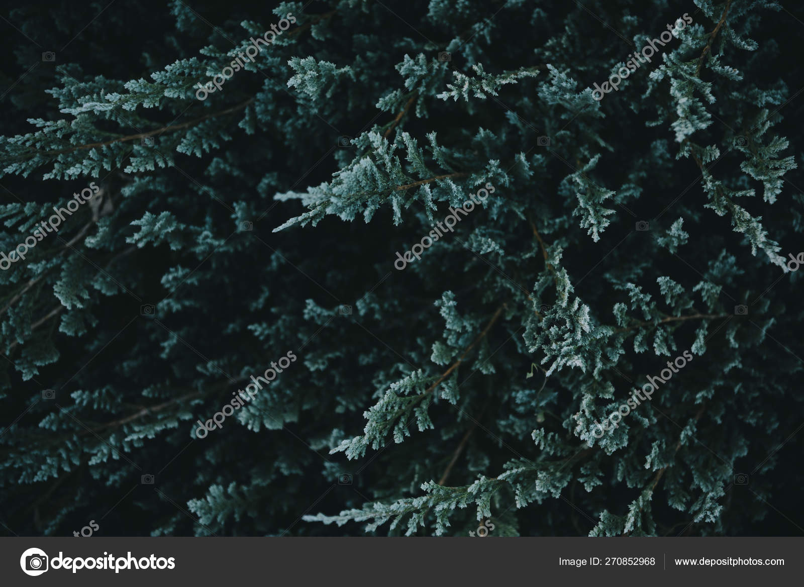 Dark Green Nature Backgrounds