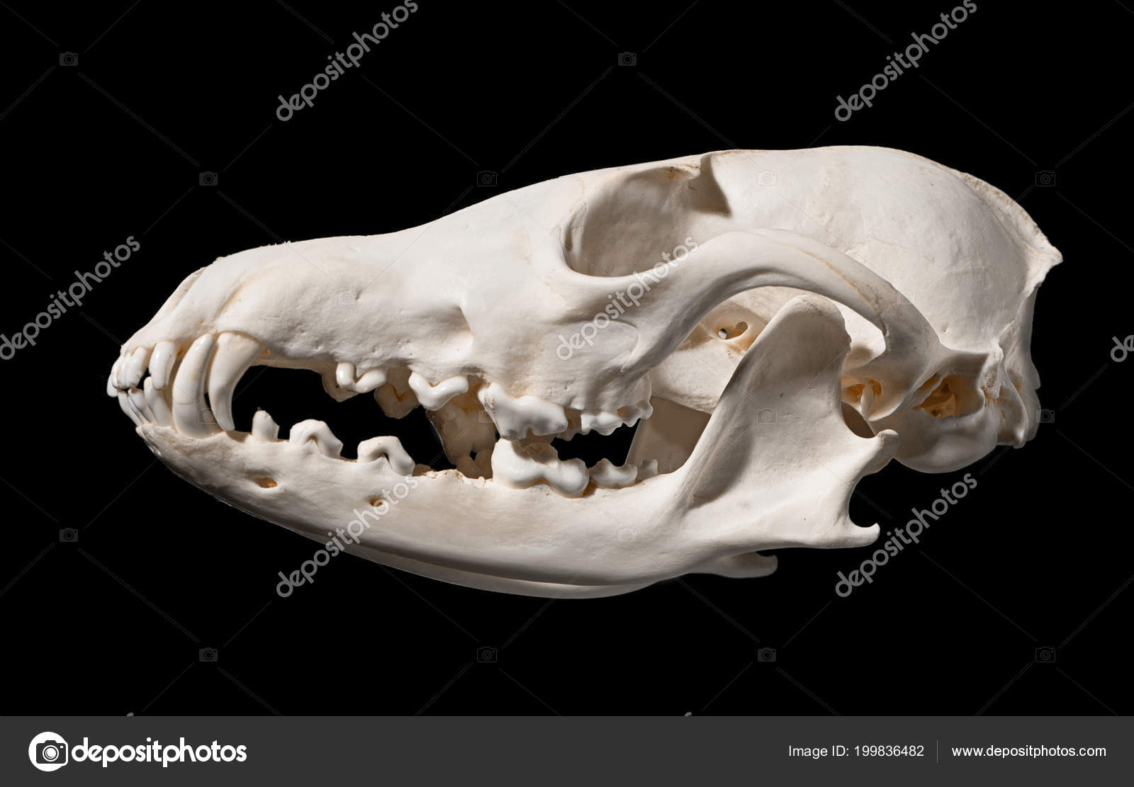 Vulpes Vulpes Skull