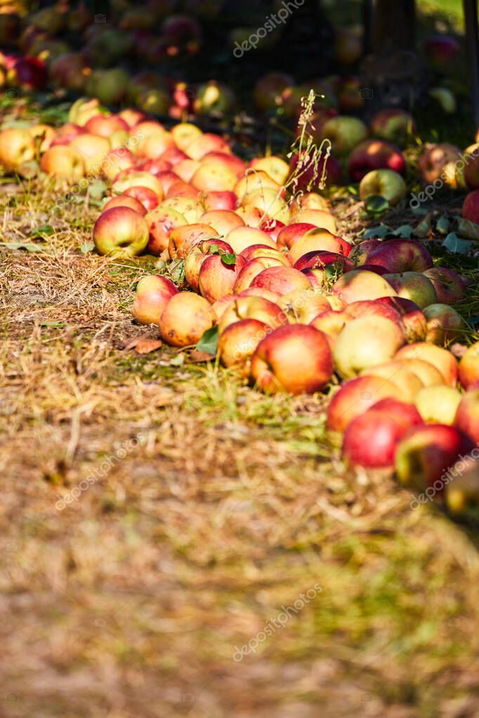 Huerto de manzanas con vista bajo el árbol y fruta podrida caída en el ...