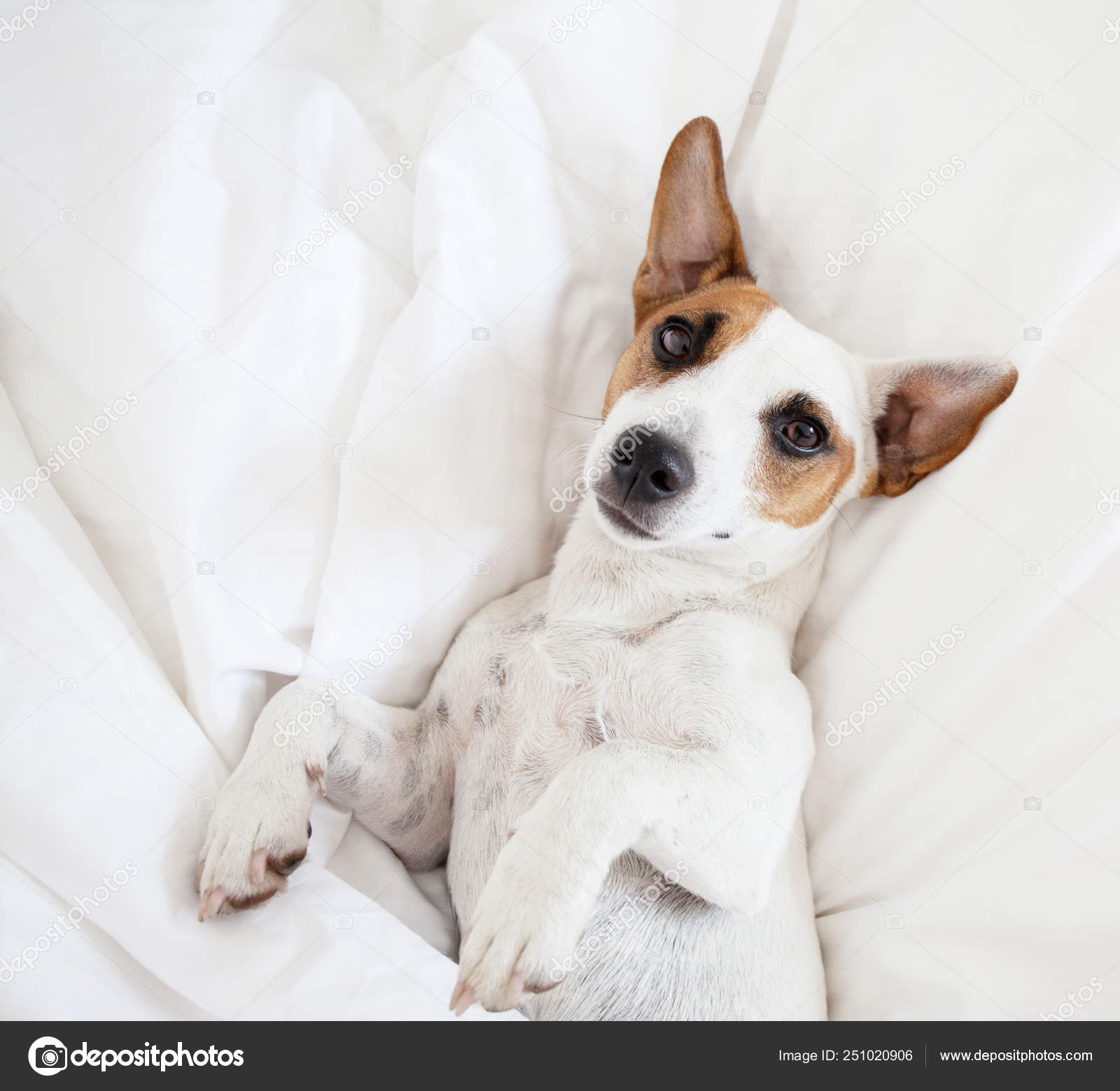 What Do Tenterfield Terrier Like To Sleep On