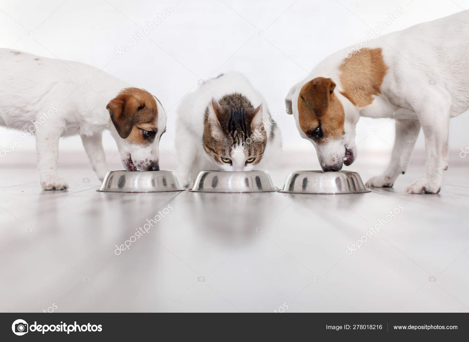 How Do You Feed Two Dogs Together