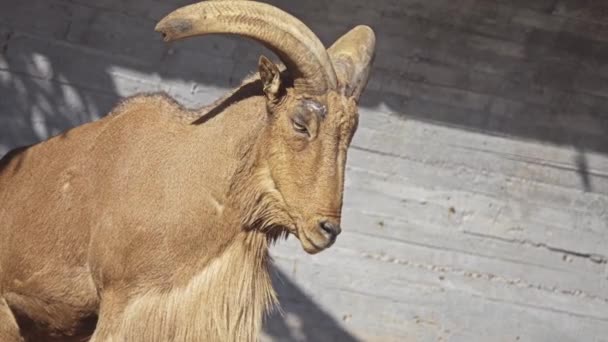 Barbary sheep (Ammotragus lervia) is species of caprid (goat-antelope ...