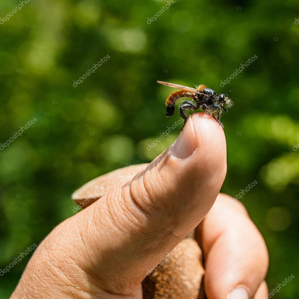 Laphria flava, mosca rapiña, mosca rapiña amarilla o mosca asesina amarilla, es una mosca de la ...