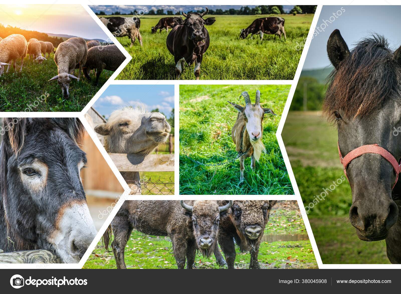 Photo Collage Herbivorous Animals Sheep Cow Donkey Camel Goat Bison ⬇ ...
