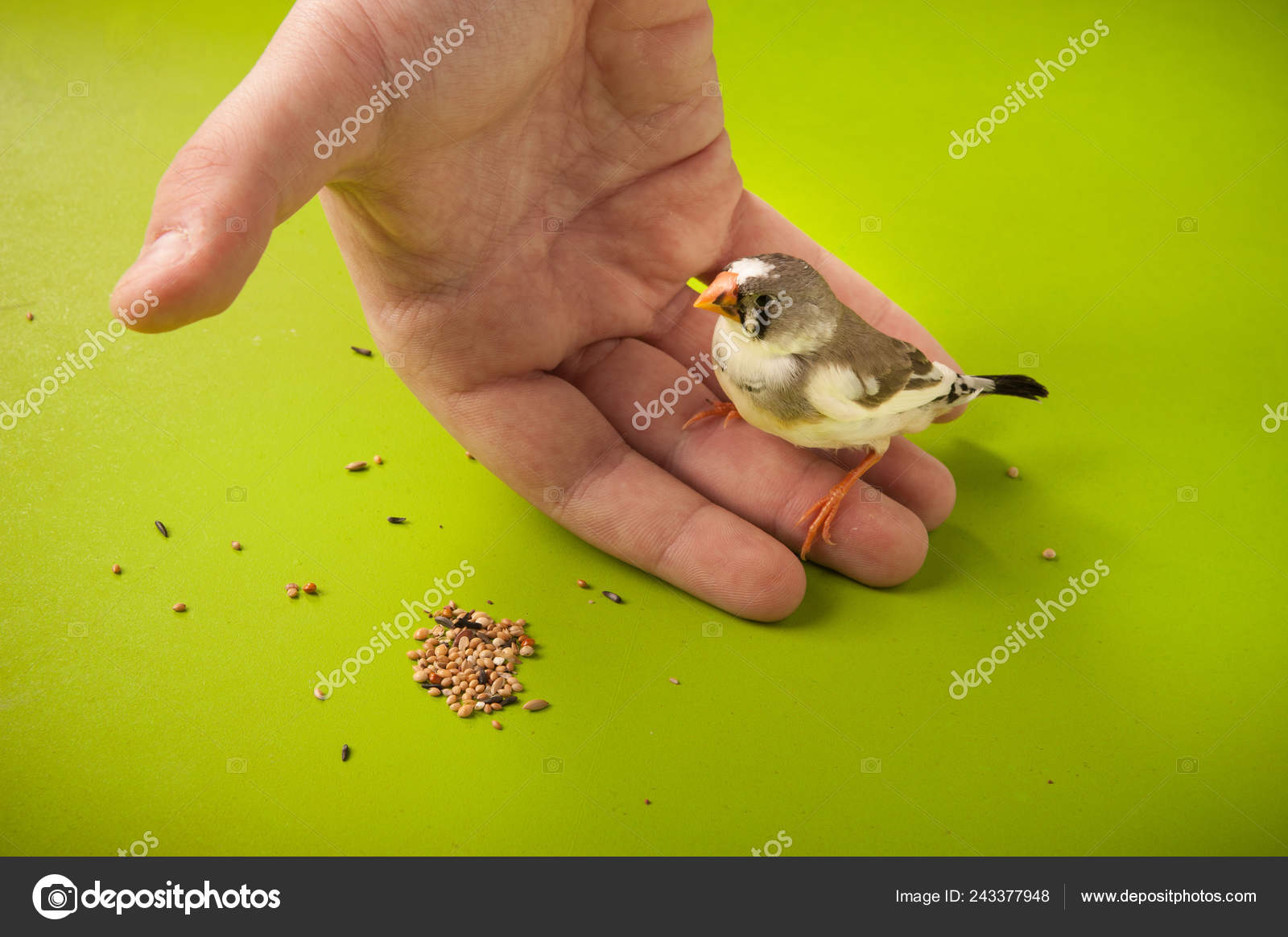 Hand Bird Zebra Finch Hand Scattered Feed — Stock Photo © Garry518 ...