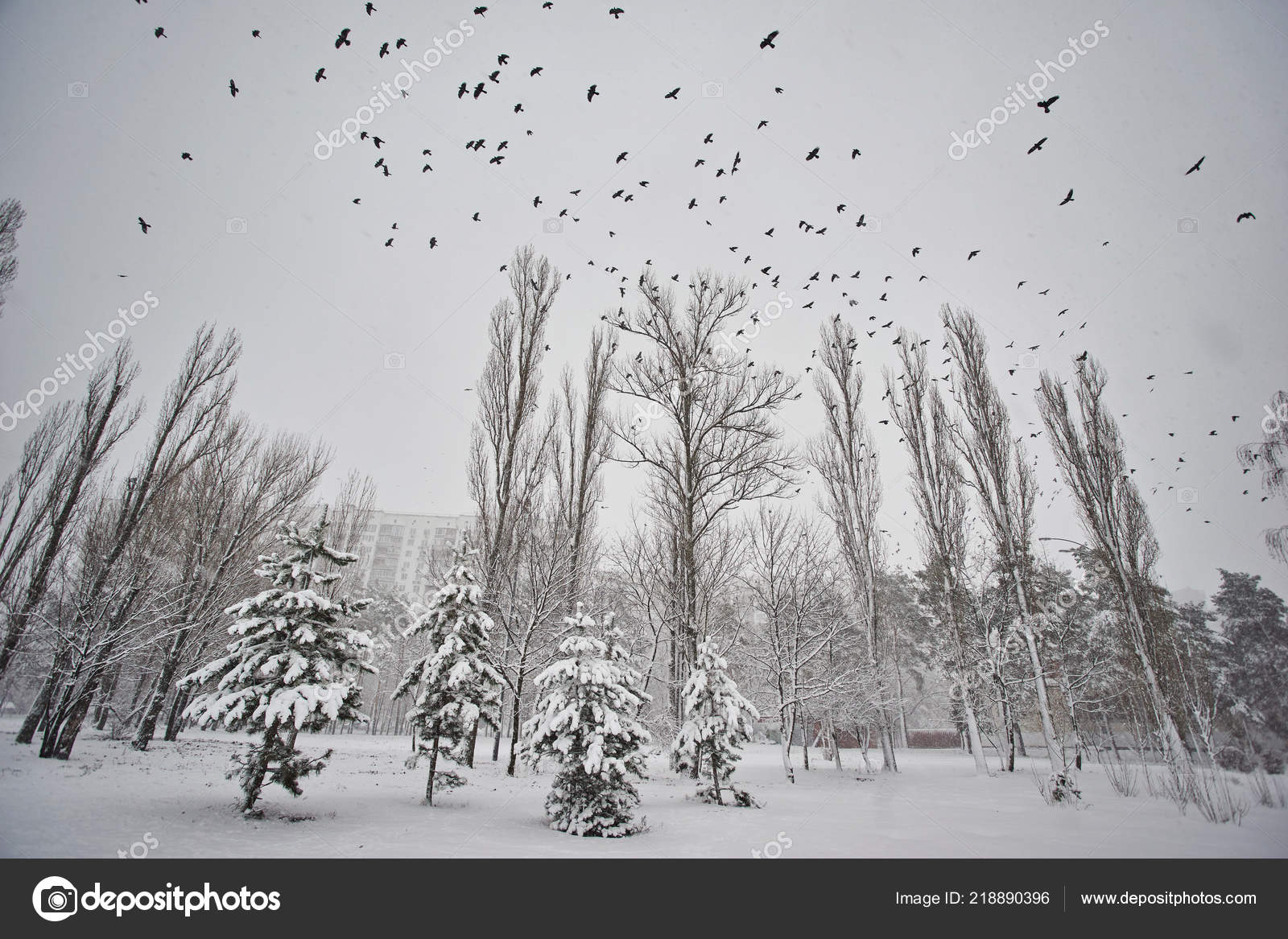 Flock Birds Flies Winter Park Winter Cloudy Weather — Stock Photo ...