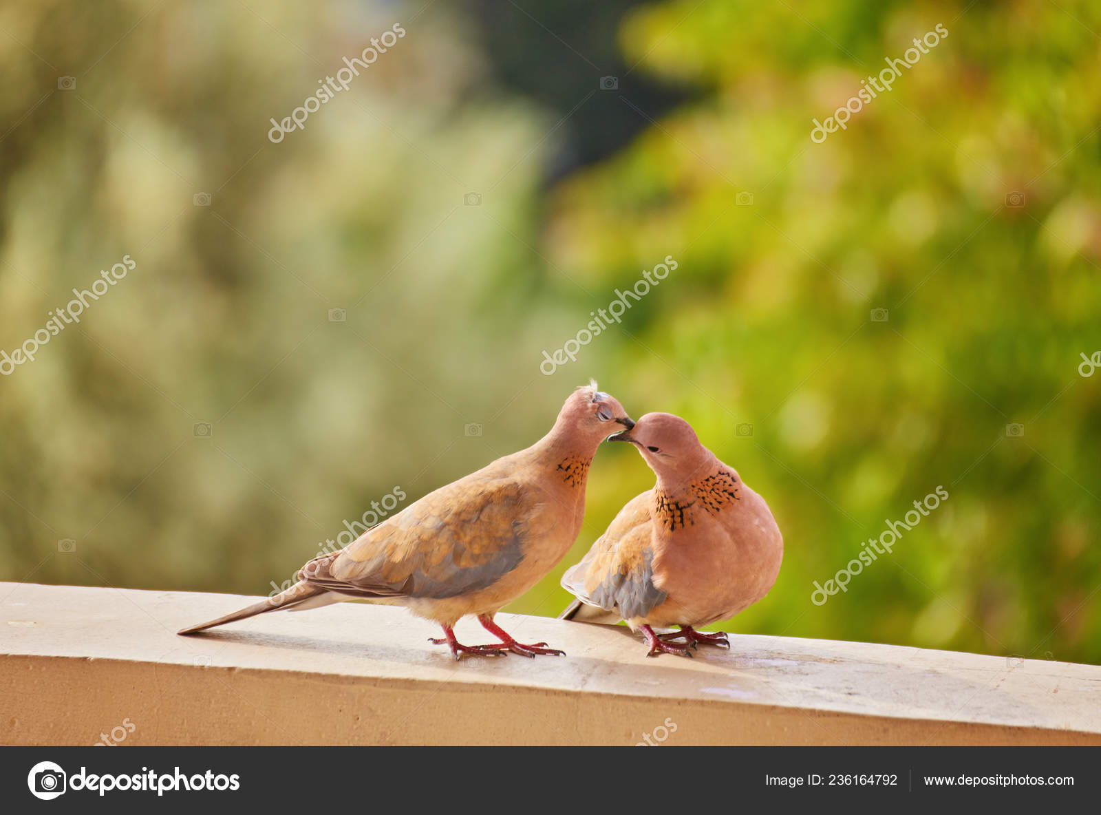 Two Cute Pigeons Kissing Beaks Walking Together Sunny Day Outdoors ...