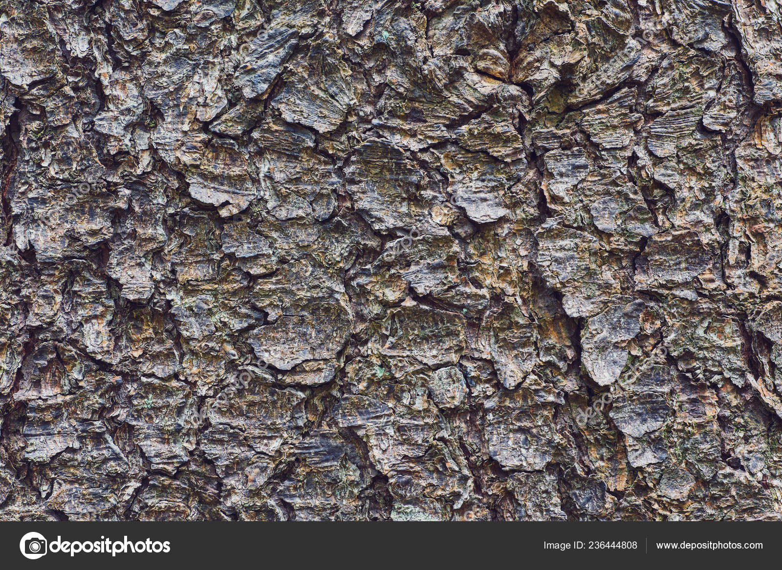 Nice Tree Bark Moss Lichen Texture — Stock Photo © saharrr #236444808