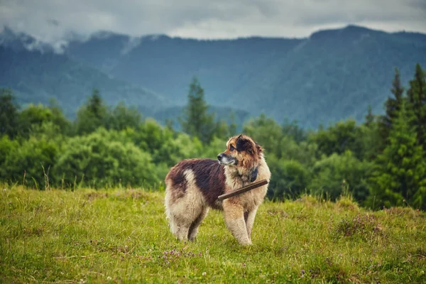 Romanian shepherd dog Pictures, Romanian shepherd dog Stock Photos ...
