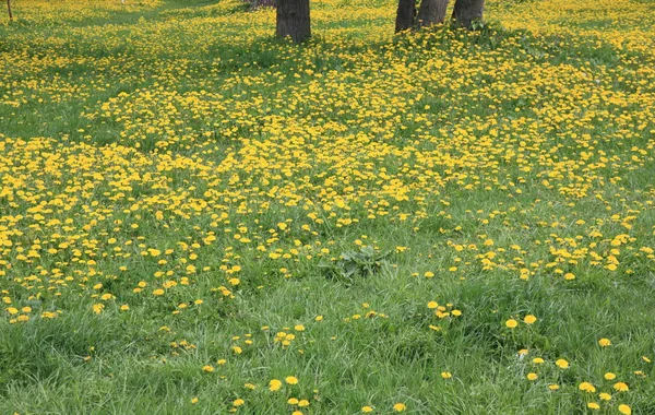 Prado medieval Stock Photos, Royalty Free Prado medieval Images ...